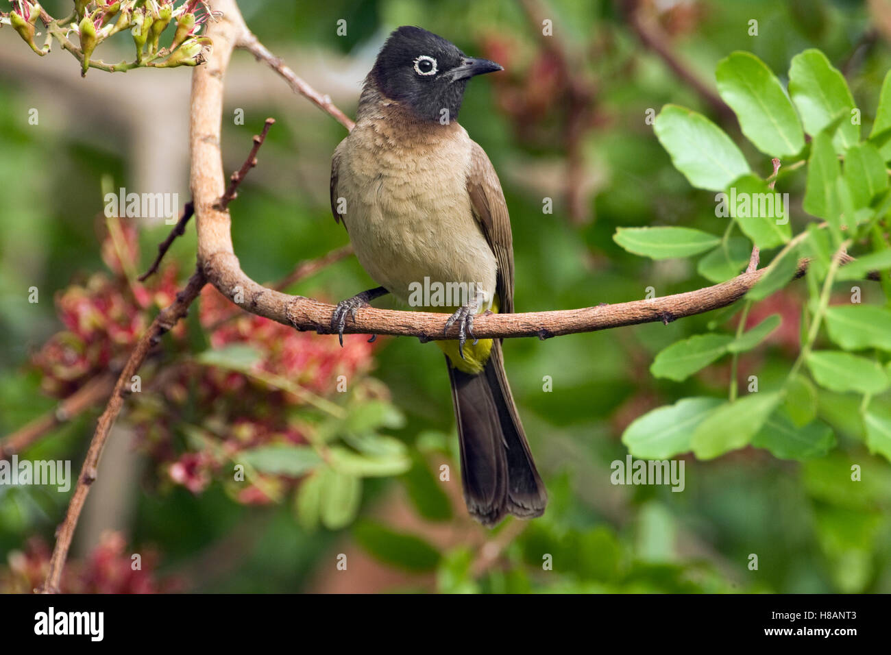 White-spectacled Bulbul (Pycnonotus xanthopygos), Israel Stock Photo ...