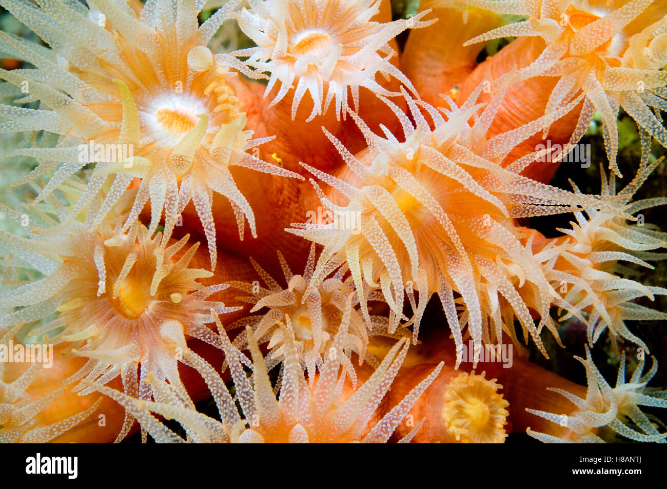 Orange Cup Coral (Tubastraea coccinea) polyps, Red Sea, Egypt Stock ...