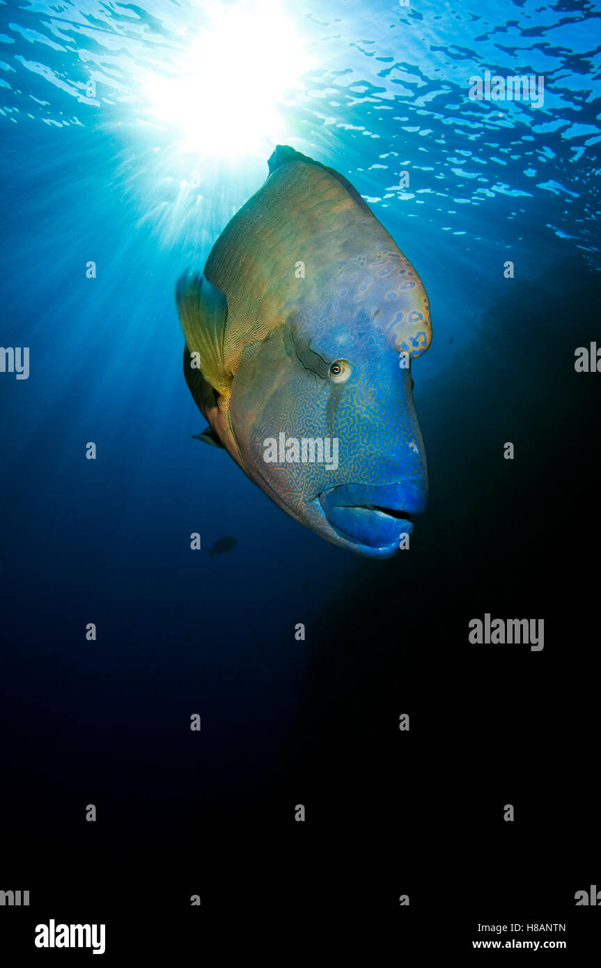 Double-headed Maori Wrasse (Cheilinus undulatus), Red Sea, Egypt Stock ...