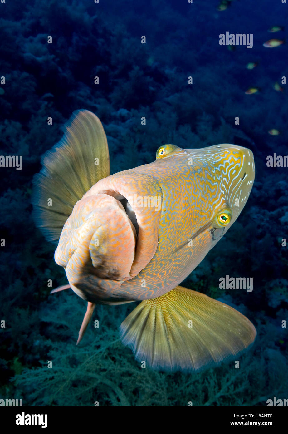 Double-headed Maori Wrasse (Cheilinus undulatus), Red Sea, Egypt Stock ...