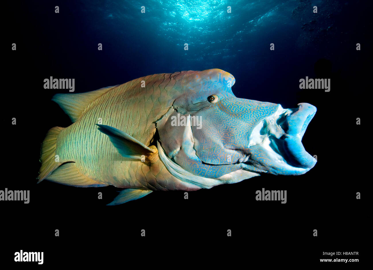 Double-headed Maori Wrasse (Cheilinus undulatus), Red Sea, Egypt Stock ...