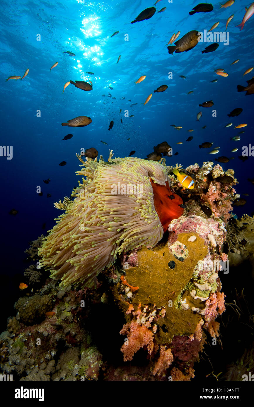 Sea Anemone (Alicia pretiosa), anemonefish and reef fish, Red Sea ...