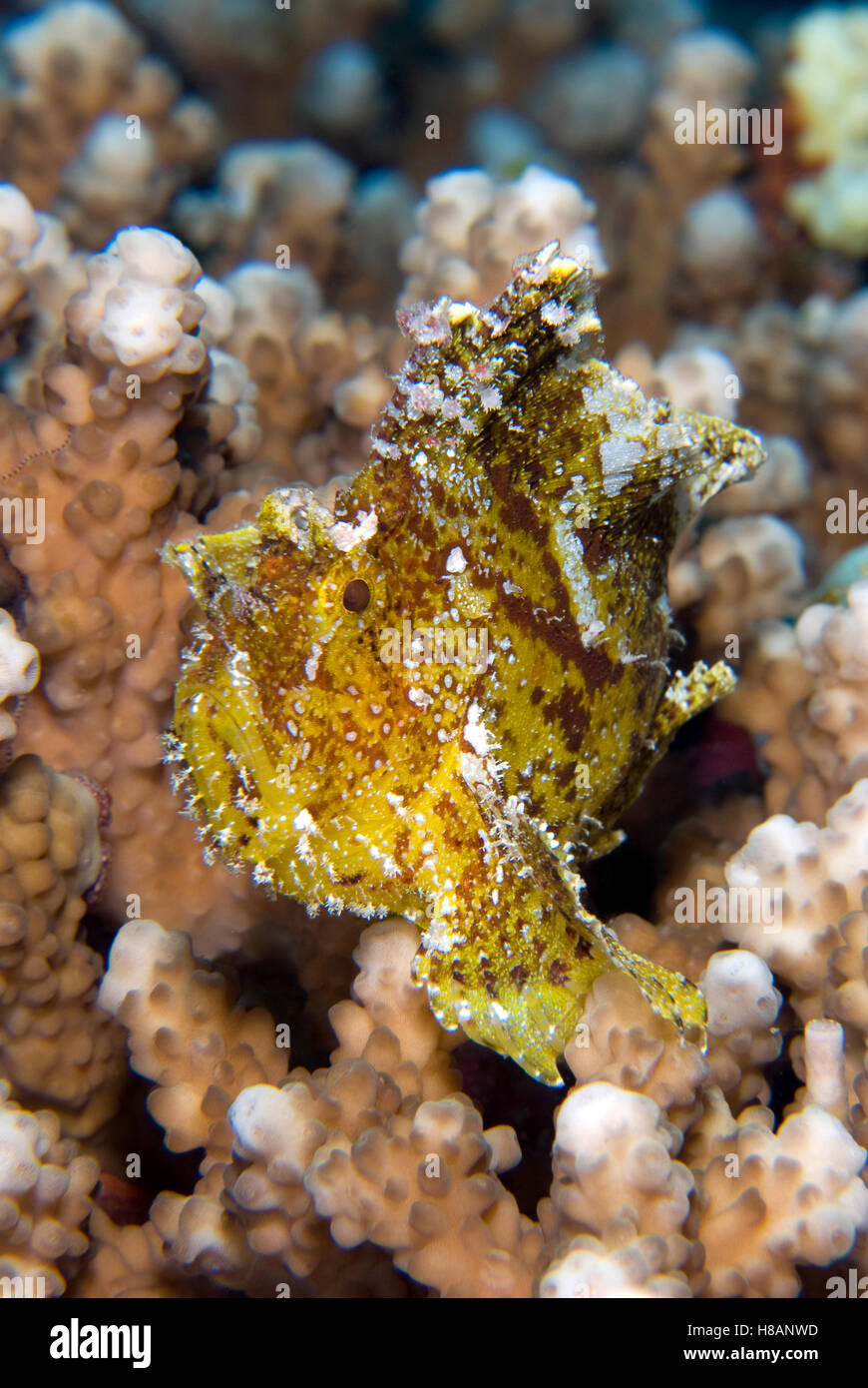 Leaf Scorpionfish (Taenianotus triacanthus), Wakatobi, Sulawesi ...