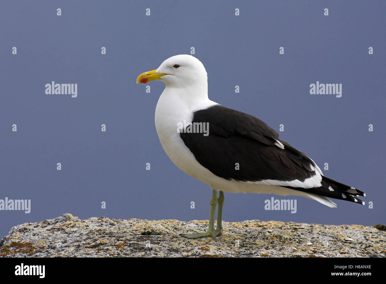 Kelp Gull (Larus dominicanus), Simon's Town, South Africa Stock Photo ...