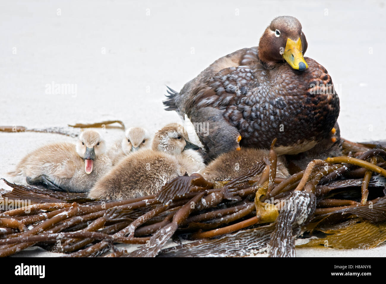 Falkland Steamerduck (Tachyeres brachypterus) with chicks on Ribbon ...