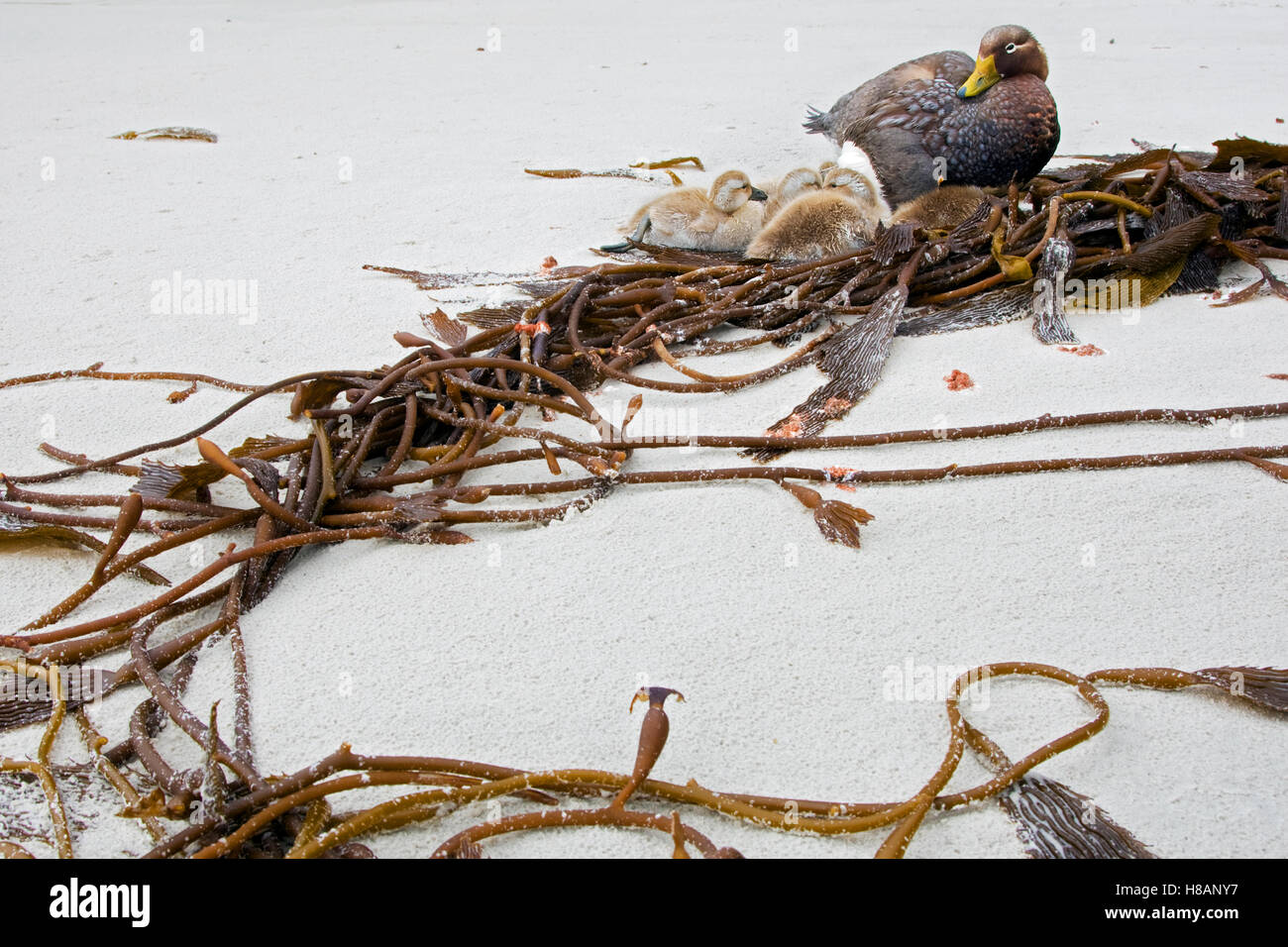 Falkland Steamerduck (Tachyeres brachypterus) with chicks on Ribbon ...