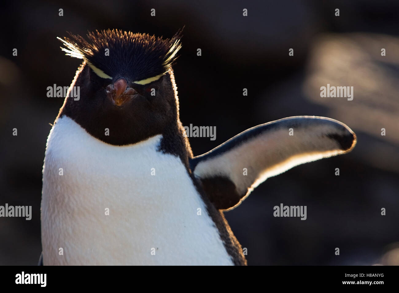 Rockhopper Penguin (Eudyptes chrysocome), Falkland Islands Stock Photo ...