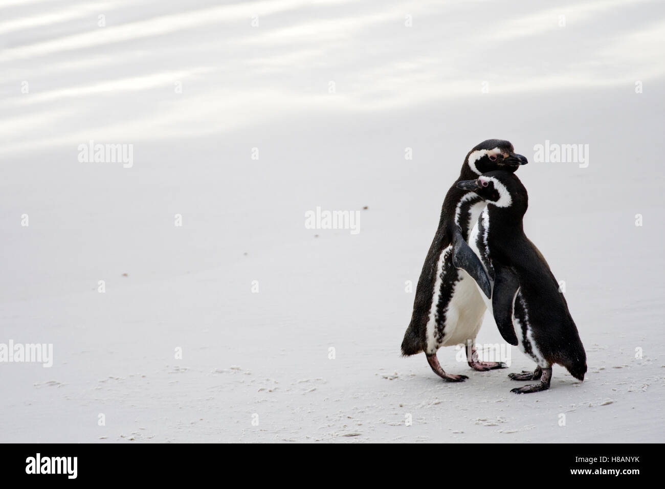 Magellanic Penguin (Spheniscus magellanicus) male and female during ...