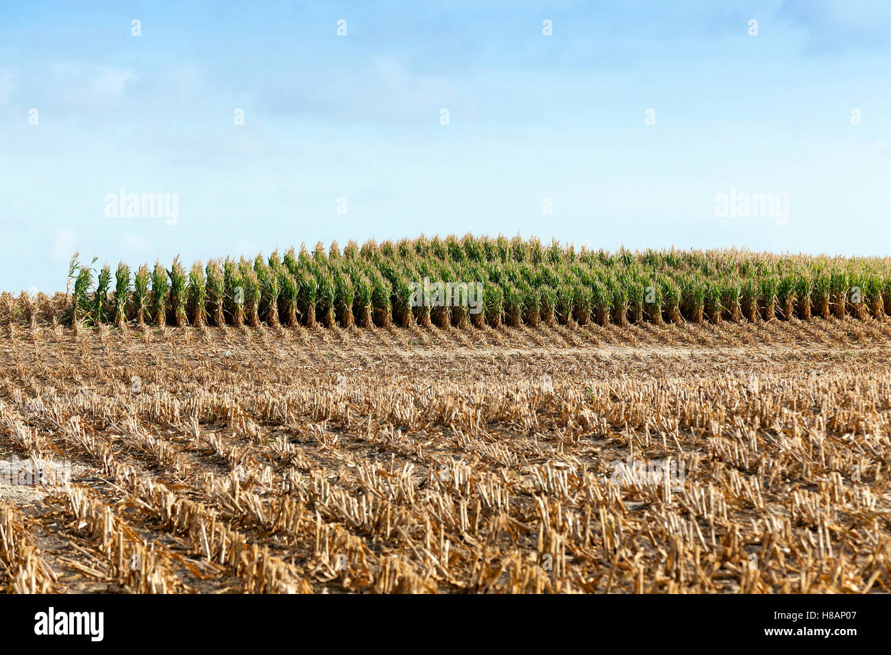 harvested mature corn Stock Photo - Alamy
