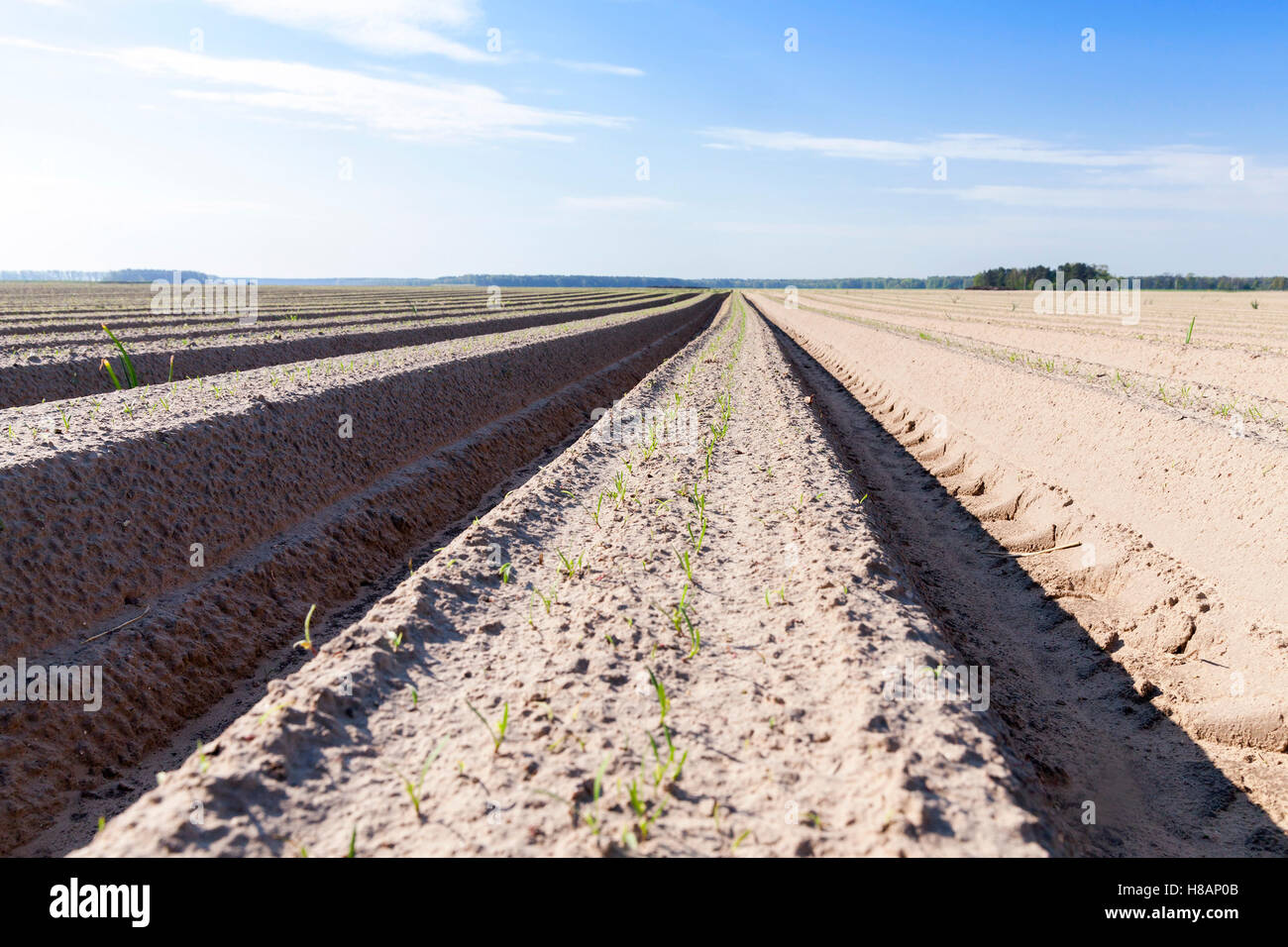 furrows in the field Stock Photo - Alamy