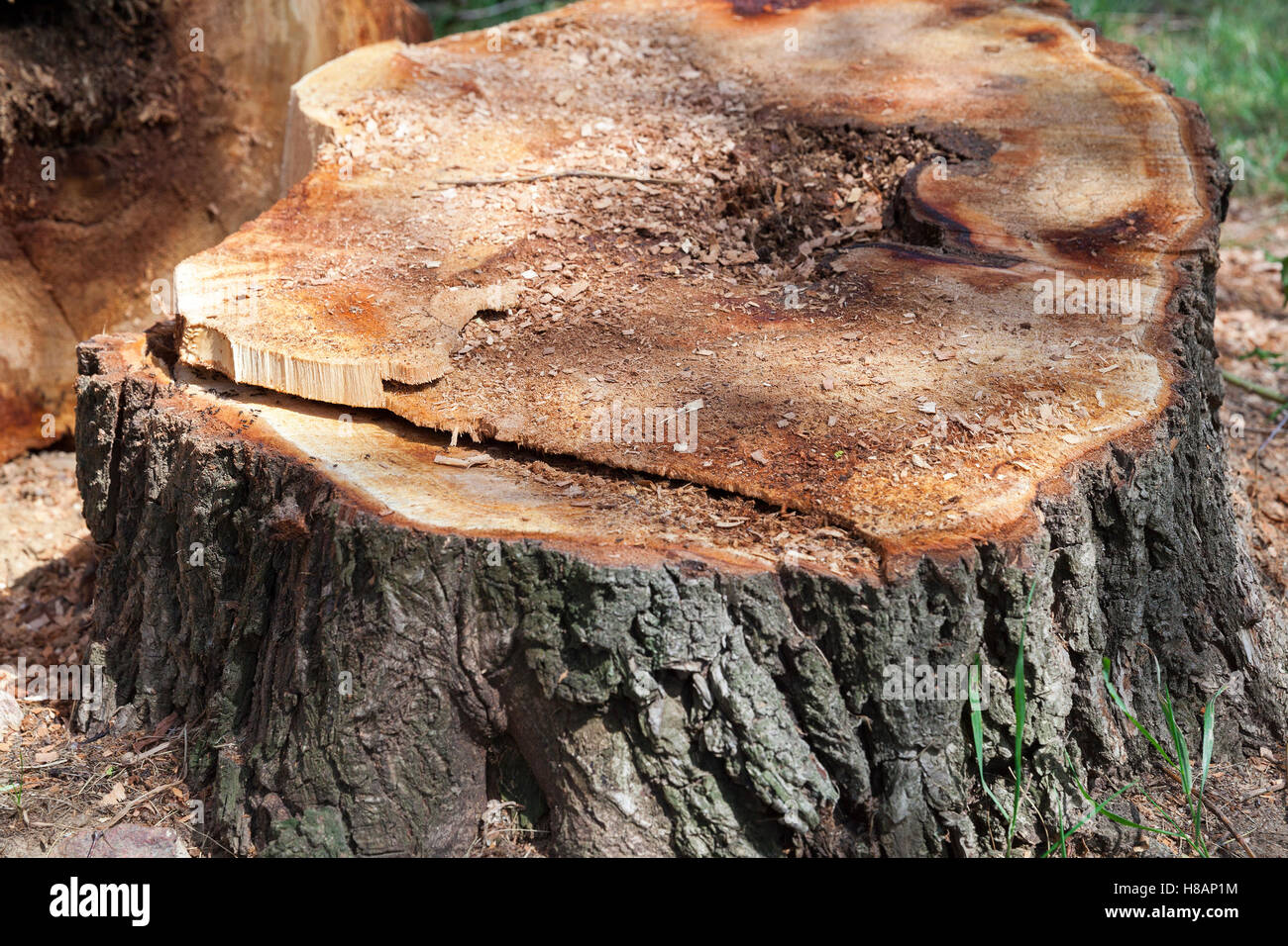 old tree trunk Stock Photo - Alamy
