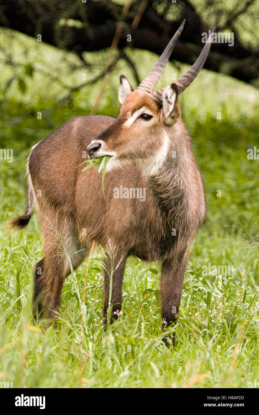 Waterbuck (Kobus ellipsiprymnus) grazing, Tarangire National Park ...