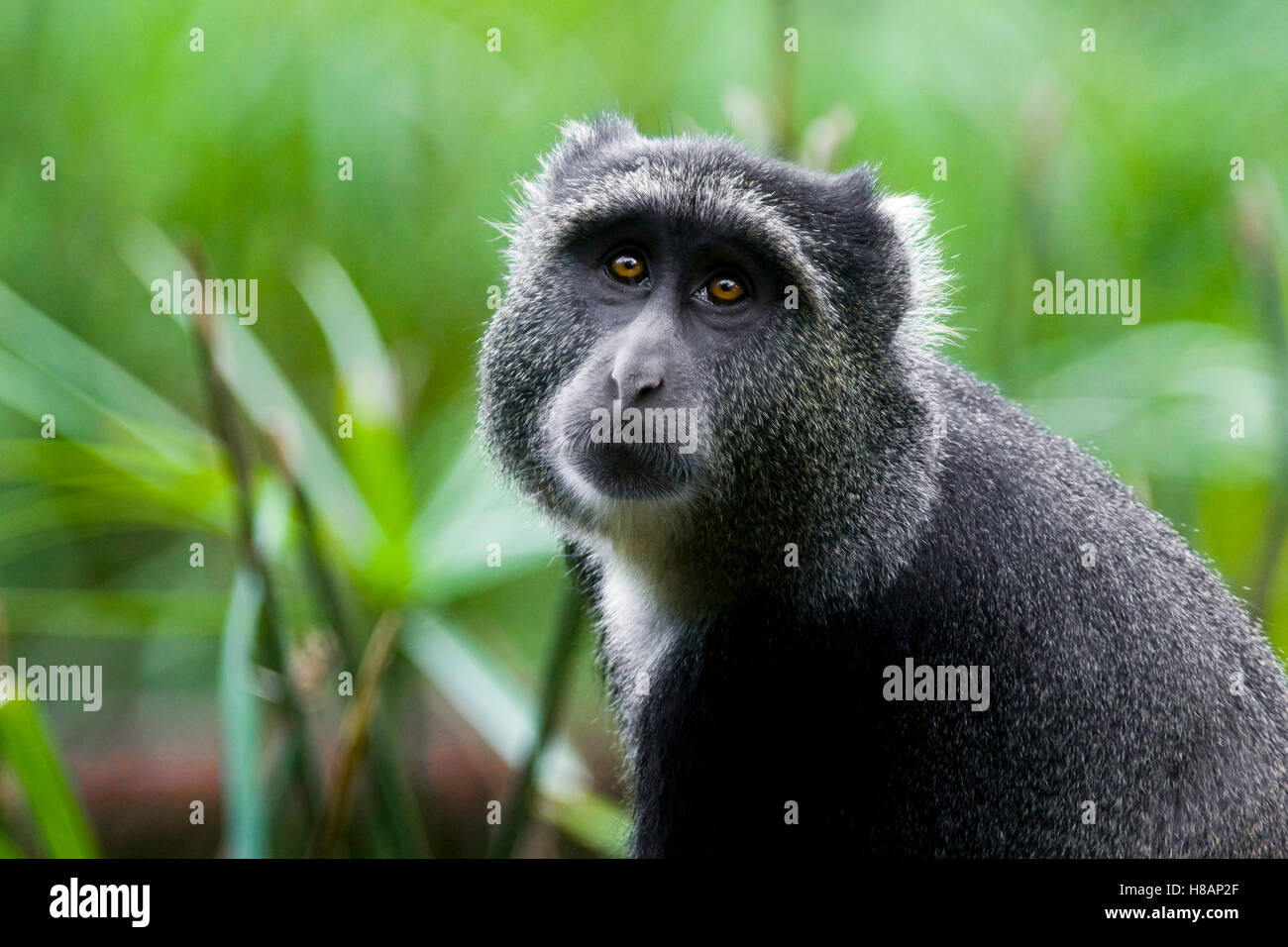Blue Monkey (Cercopithecus mitis), Lake Manyare, Tanzania Stock Photo ...