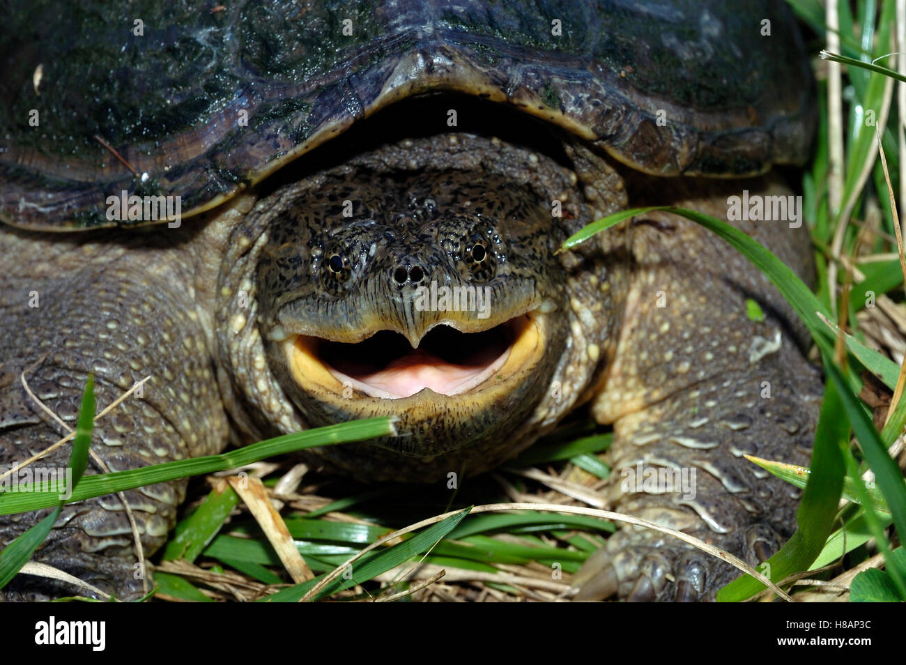 Snapping Turtle (Chelydra serpentina) with mouth open in a defensive ...