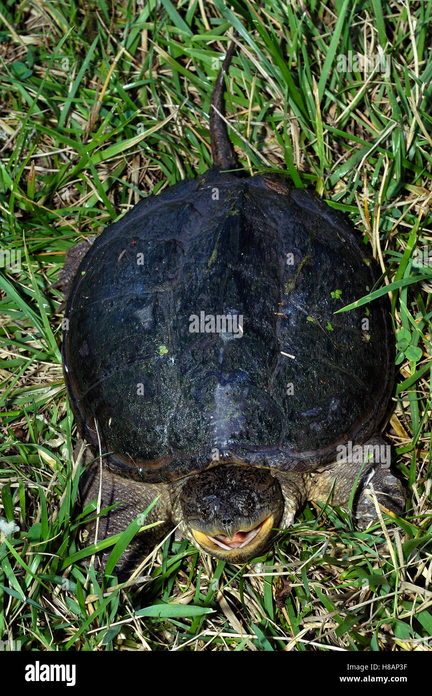 Snapping Turtle (Chelydra serpentina), Fishing River, Kearney, Missouri ...