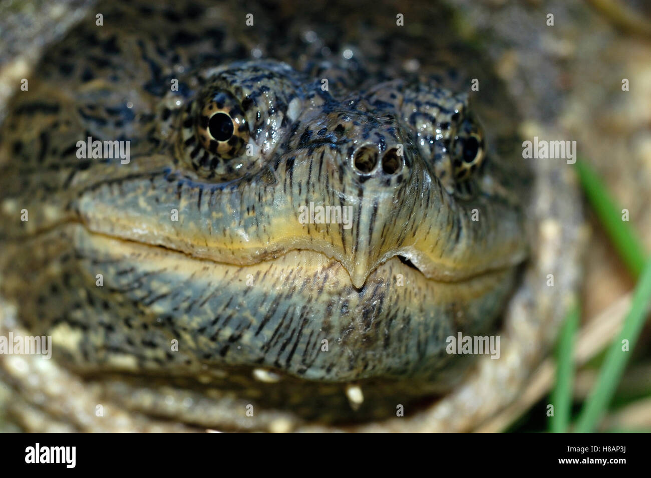 Snapping Turtle (Chelydra serpentina) face, Fishing River, Kearney ...