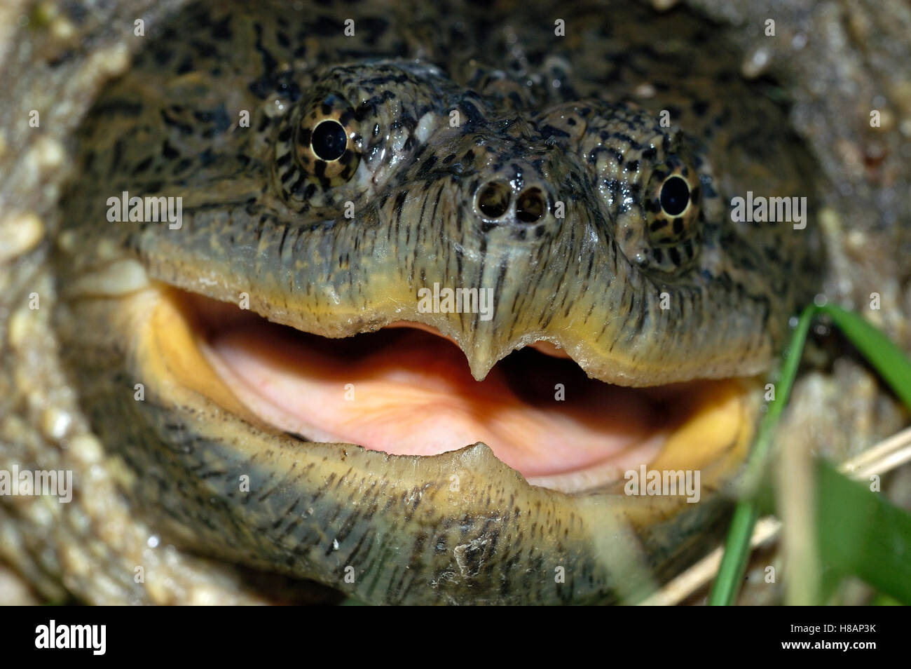 Snapping Turtle (Chelydra serpentina) with mouth open in defensive ...
