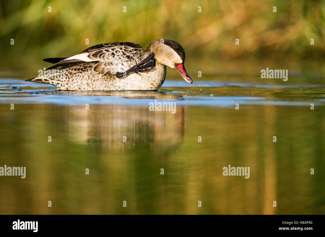 Red-billed Duck (Anas erythrorhyncha) scratching its head, Gaborone ...