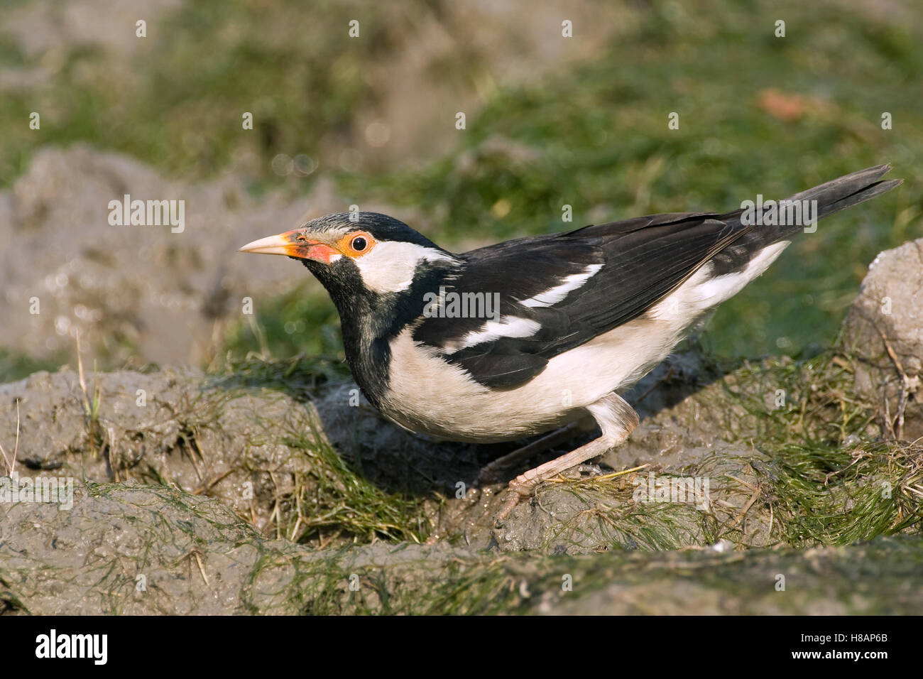 Asian Pied Starling (Sturnus contra) foraging, Keoladeo National Park ...