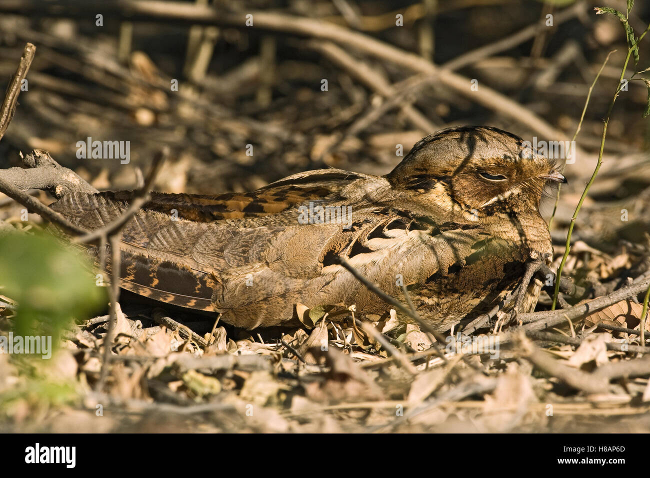 Large-tailed Nightjar (Caprimulgus macrurus) camouflaged in leaf litter ...