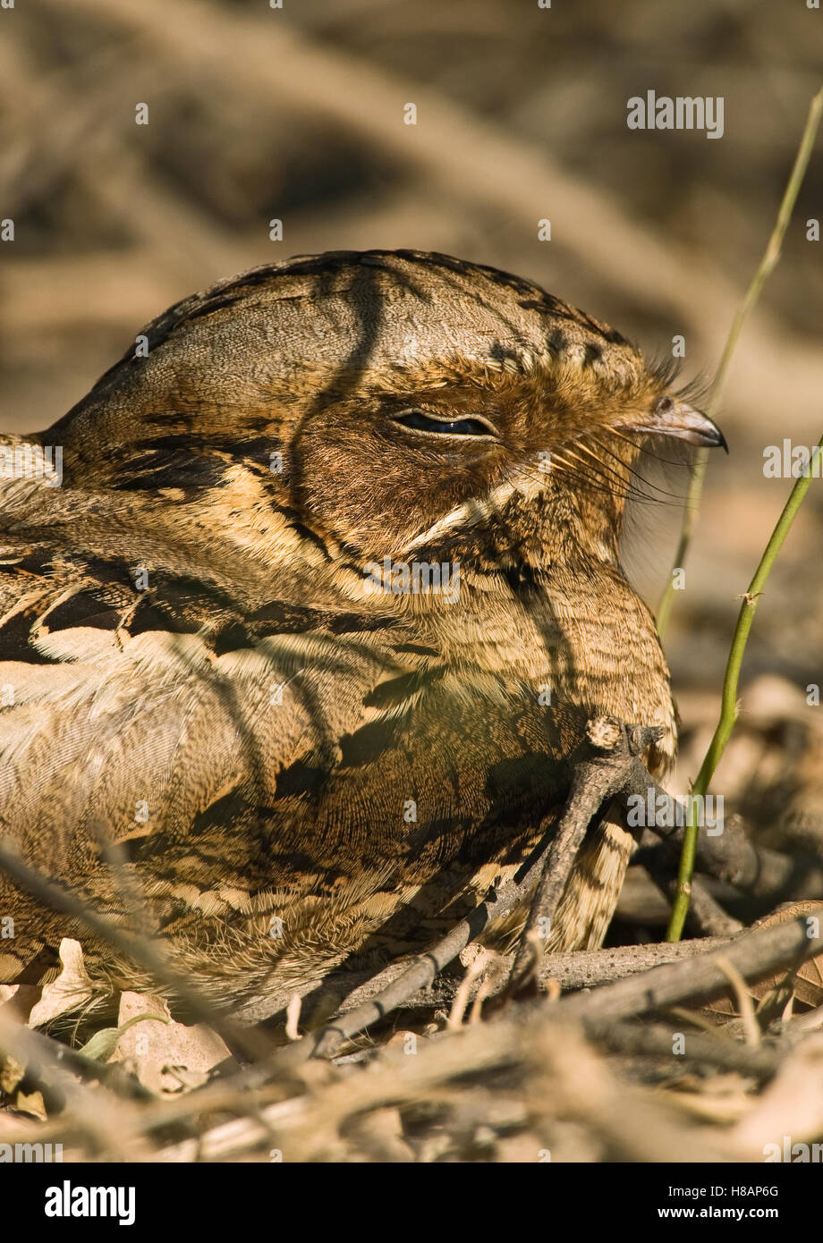 Large-tailed Nightjar (Caprimulgus macrurus) camouflaged in leaf litter ...