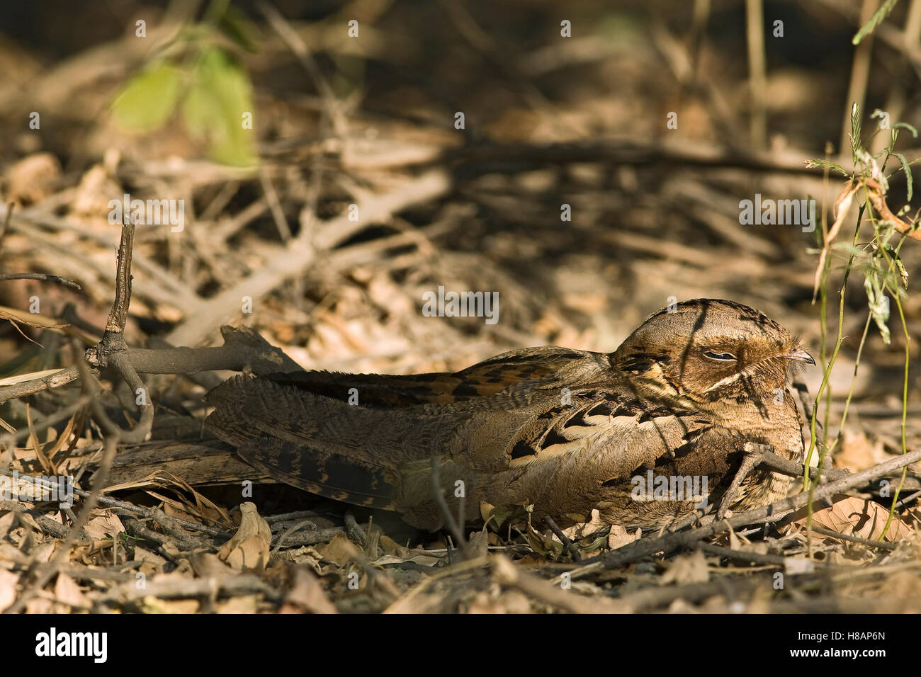 Large-tailed Nightjar (Caprimulgus macrurus), Keoladeo National Park ...