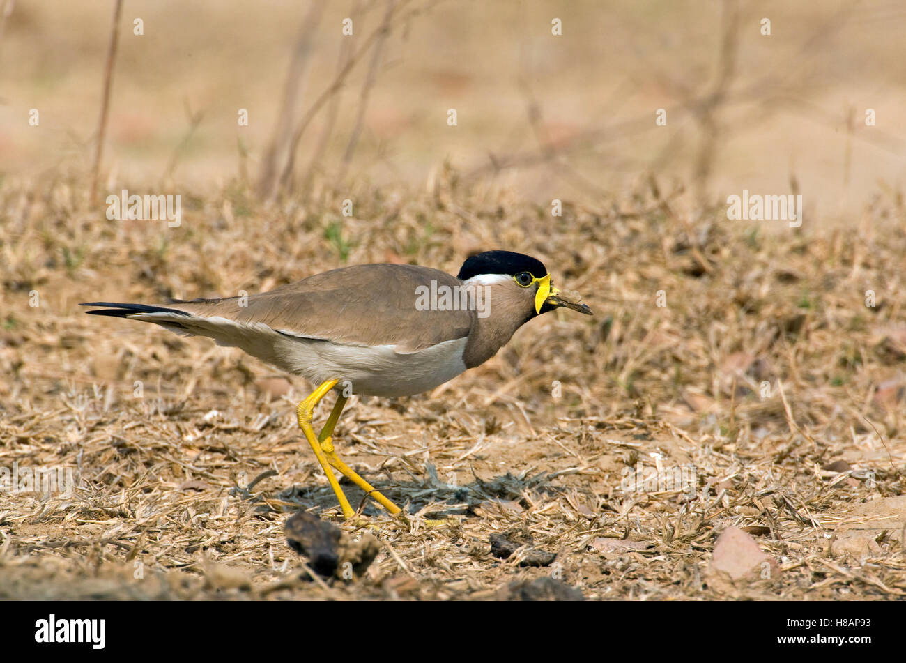 Yellow-wattled Lapwing (Vanellus malarbaricus), Keoladeo National Park ...