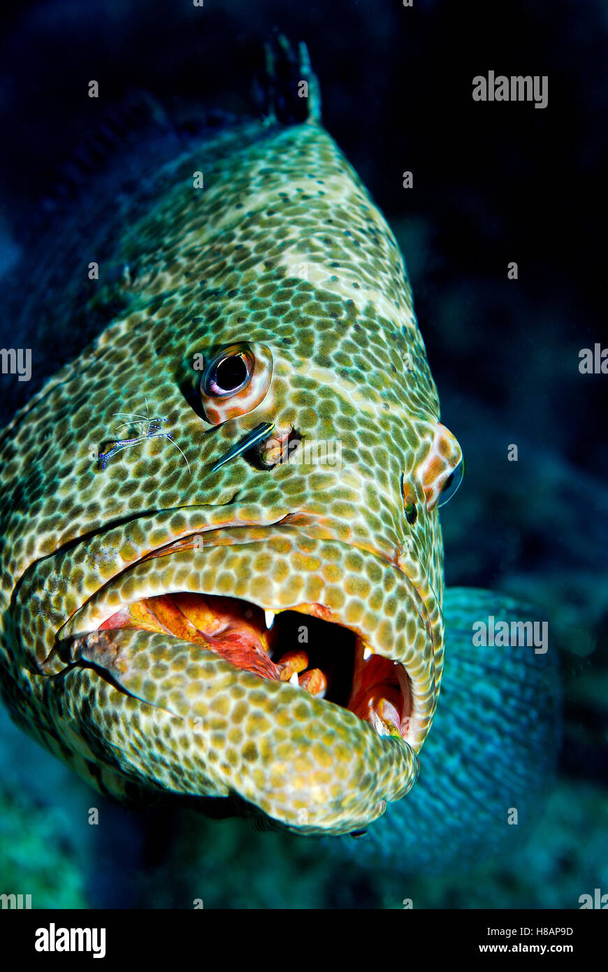 Tiger Grouper (Mycteroperca tigris), Bonaire, Netherlands Antilles ...