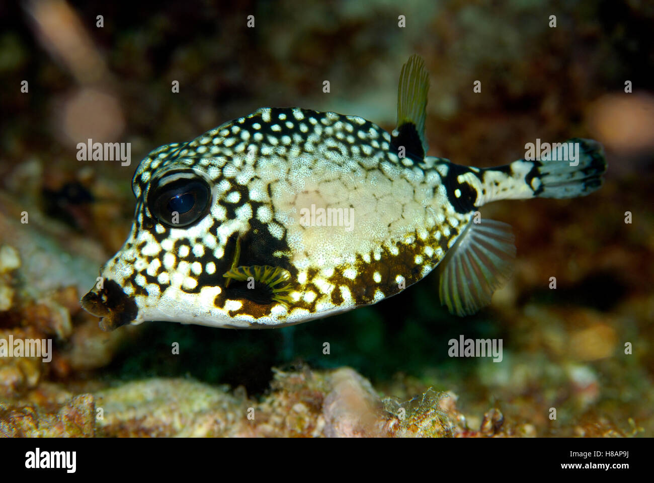 Smooth Trunkfish (Lactophrys triqueter), Bonaire, Netherlands Antilles ...