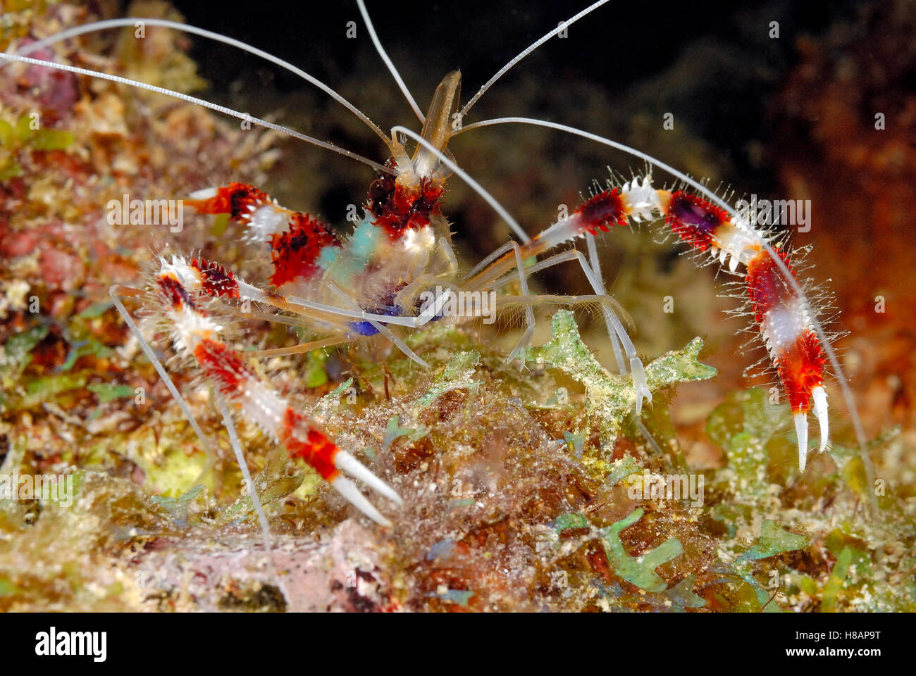 Banded Coral Shrimp (Stenopus hispidus), Bonaire, Netherlands Antilles ...