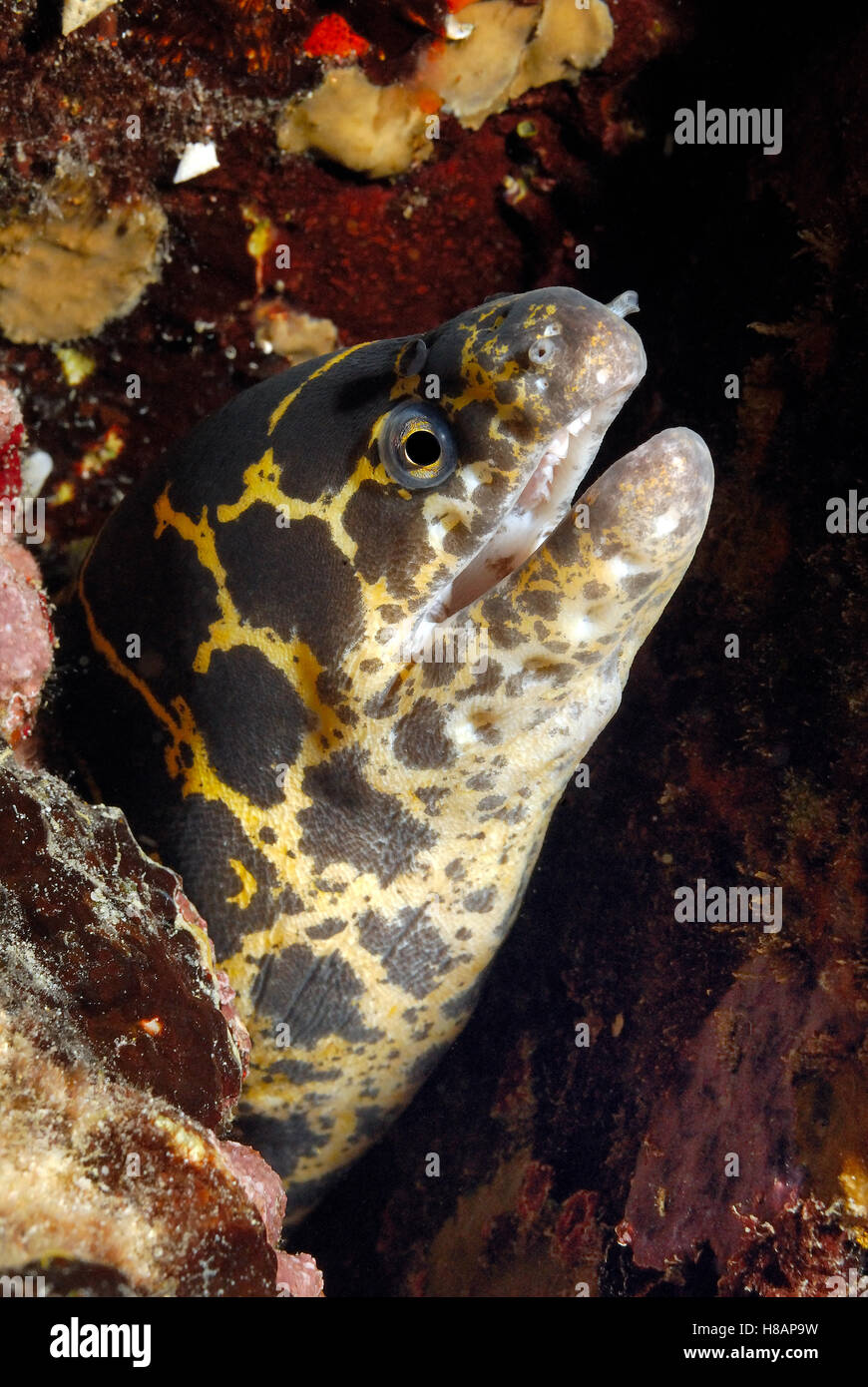 Chain Moray Eel (Echidna catenata), Bonaire, Netherlands Antilles Stock ...