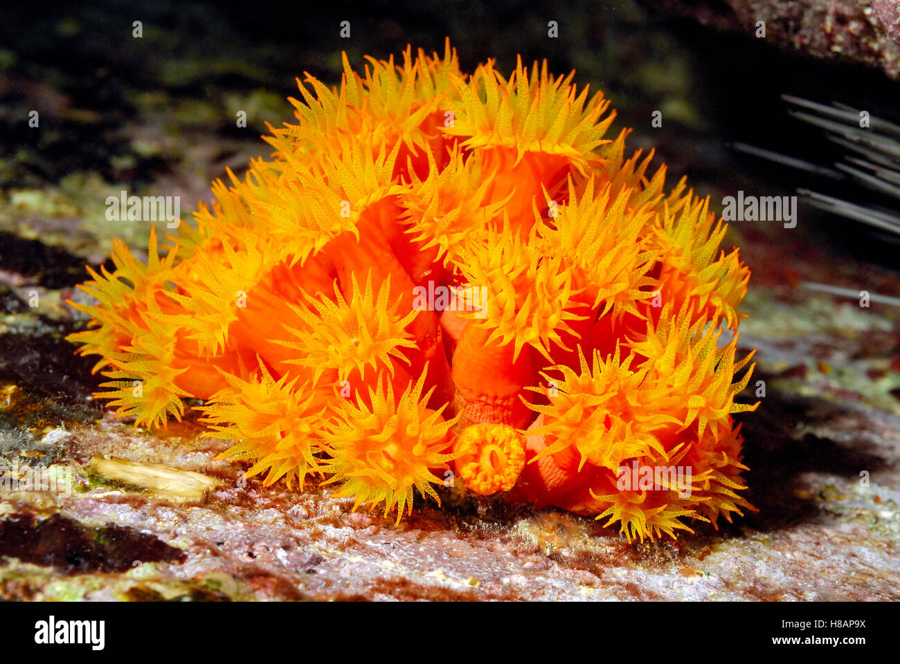 Orange Cup Coral (Tubastraea coccinea) with feeding tentacles extended ...