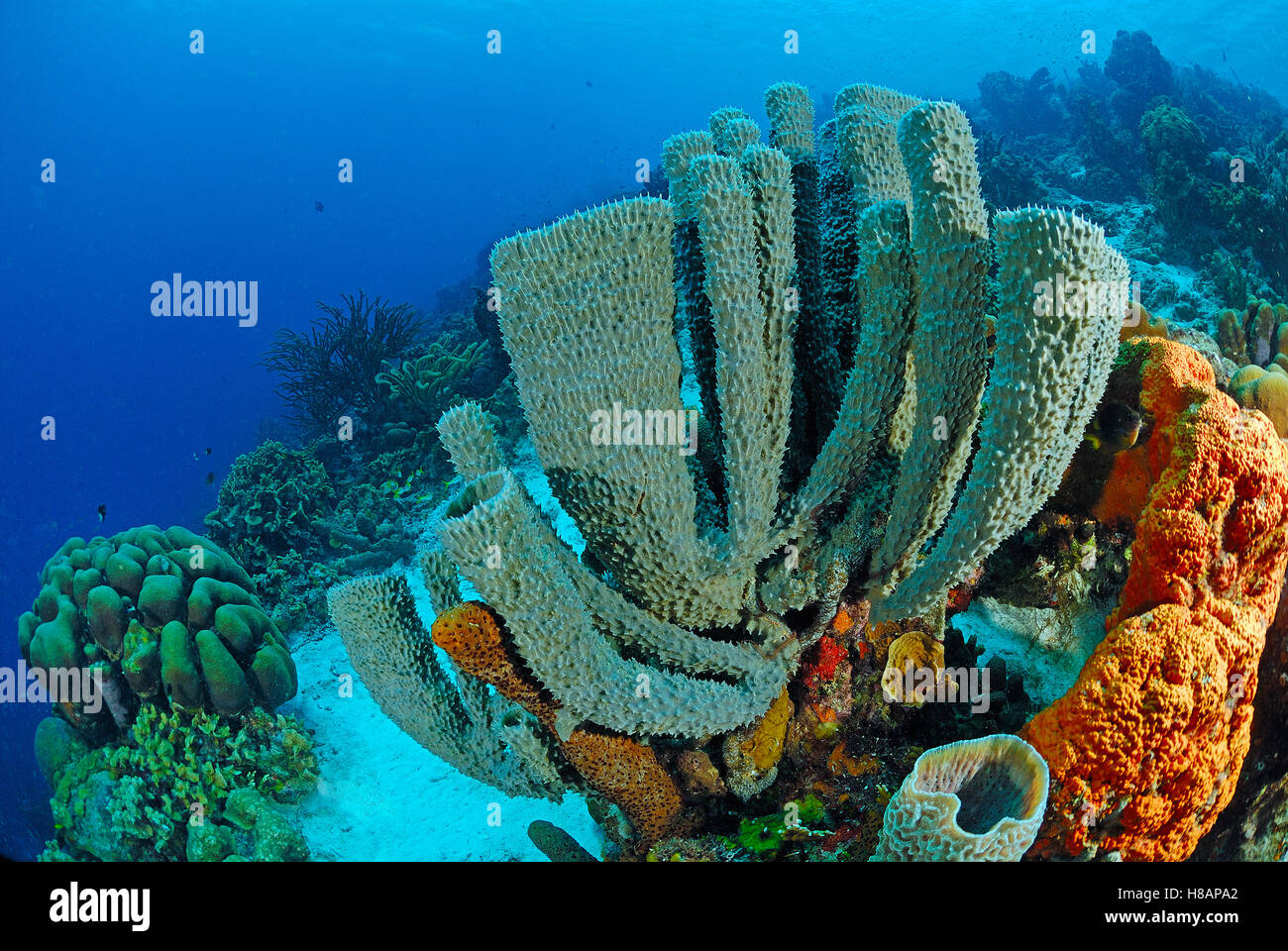 Pink Vase Sponge (Niphates digitalis) on coral reef, Bonaire ...