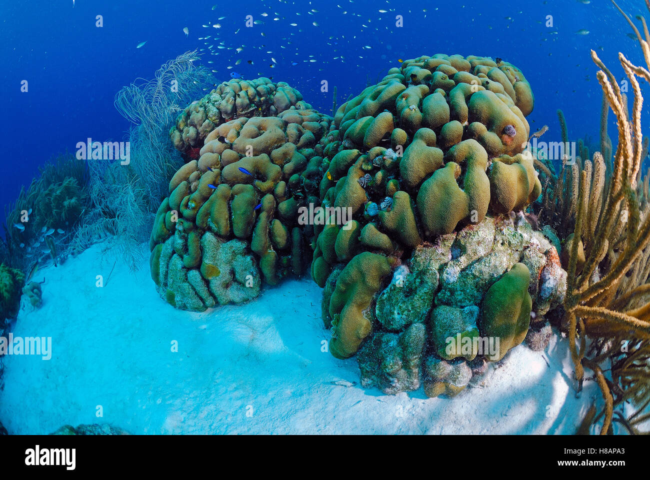 Boulder Star Coral (Montastraea annularis) on reef, Bonaire ...