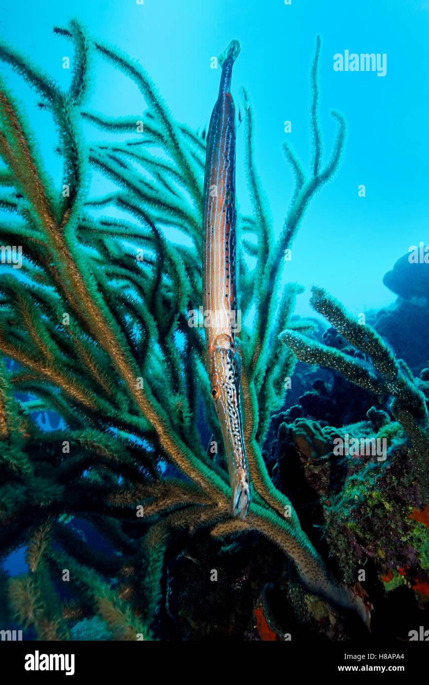 Trumpetfish (Aulostomus maculatus) on coral reef, Bonaire, Netherlands ...