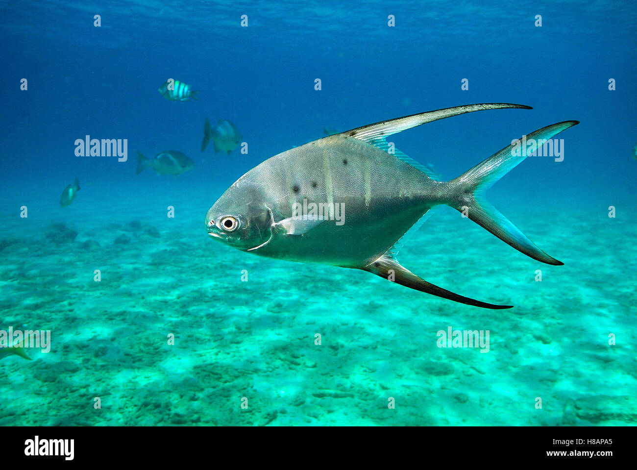 Palometa (Trachinotus goodei), Bonaire, Netherlands Antilles, Caribbean ...