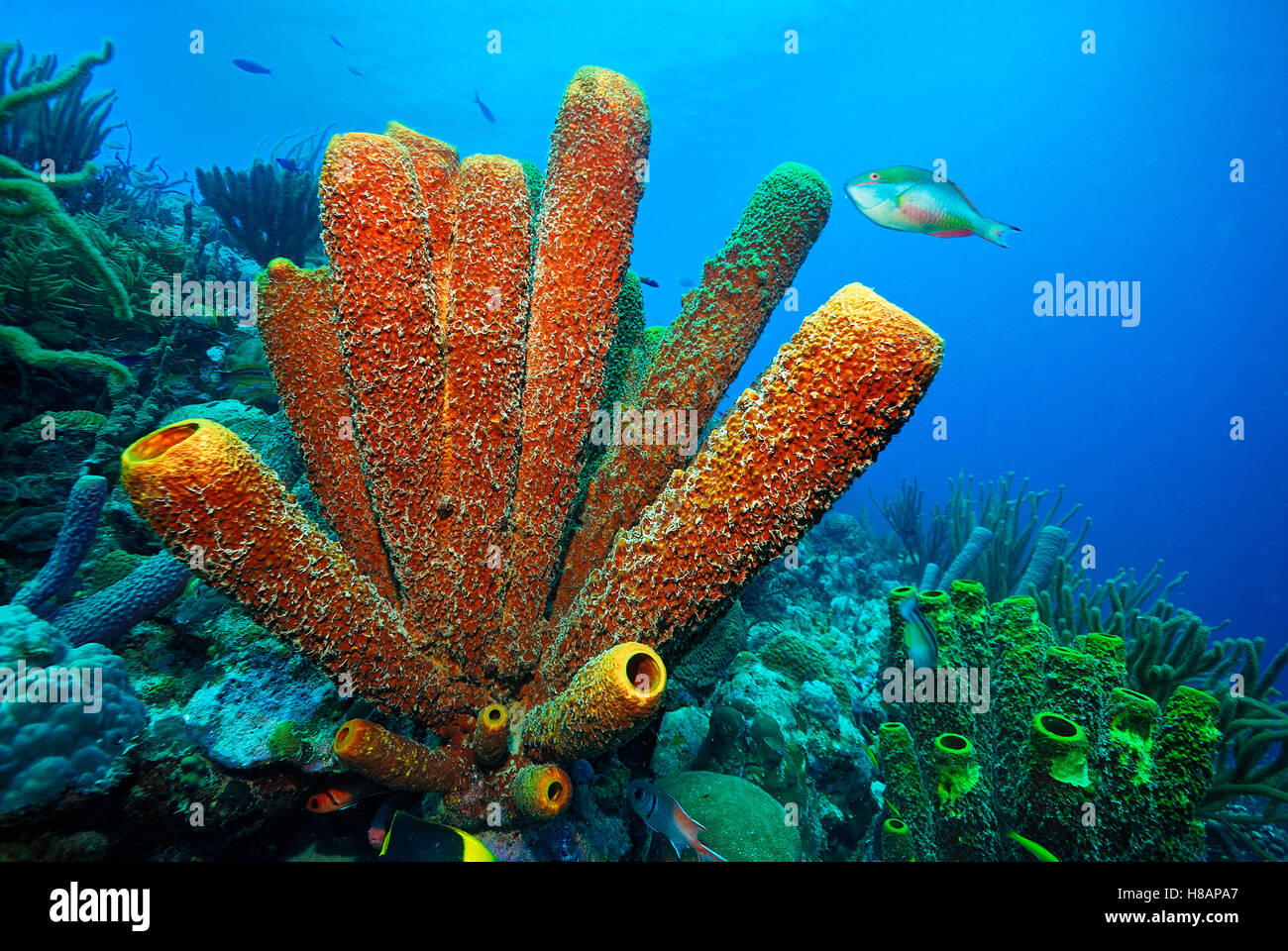 Stove Pipe Sponge (Aplysina archeri), Bonaire, Netherlands Antilles ...