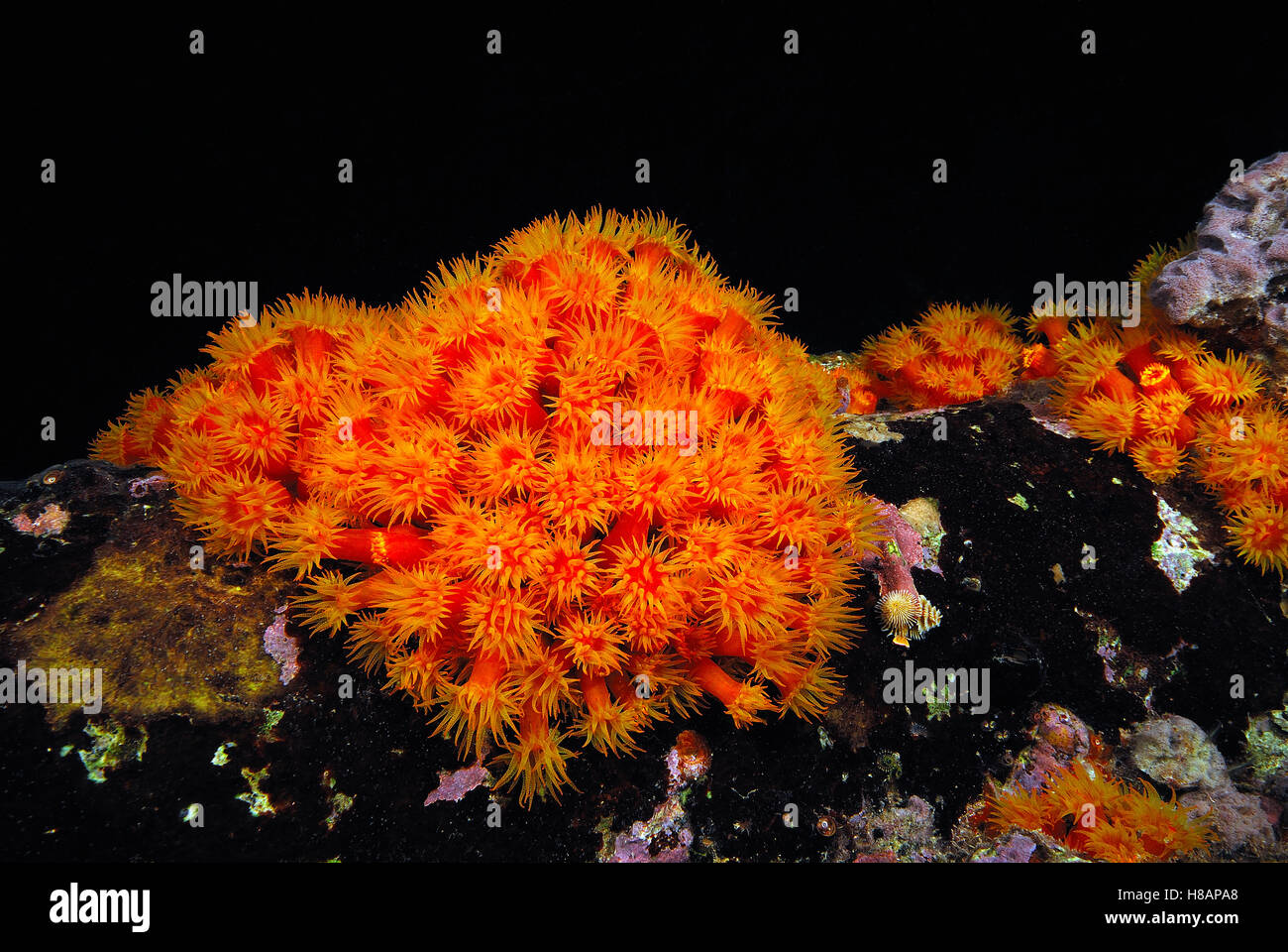 Orange Cup Coral (Tubastraea coccinea) with tentacles extended to feed ...