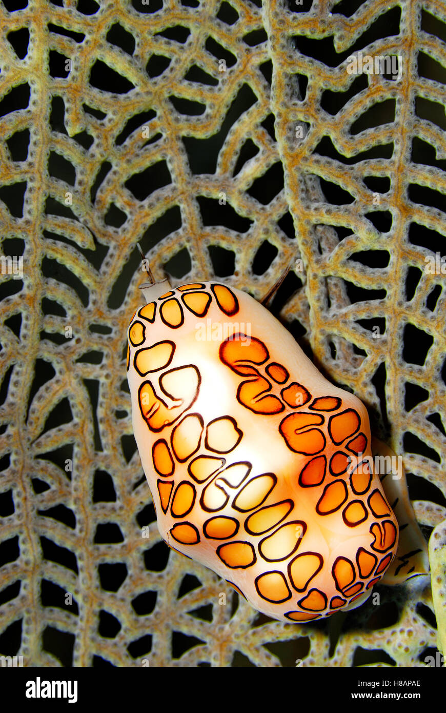 Flamingo Tongue Snail (Cyphoma gibbosum) on coral, Bonaire, Netherlands ...