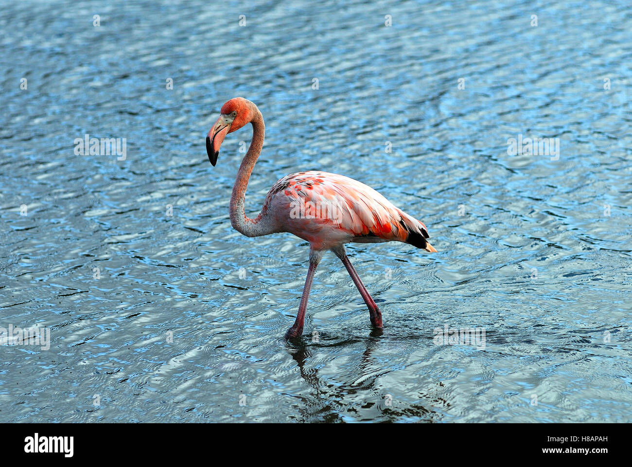 European Flamingo (Phoenicopterus roseus) wading through shallow water ...