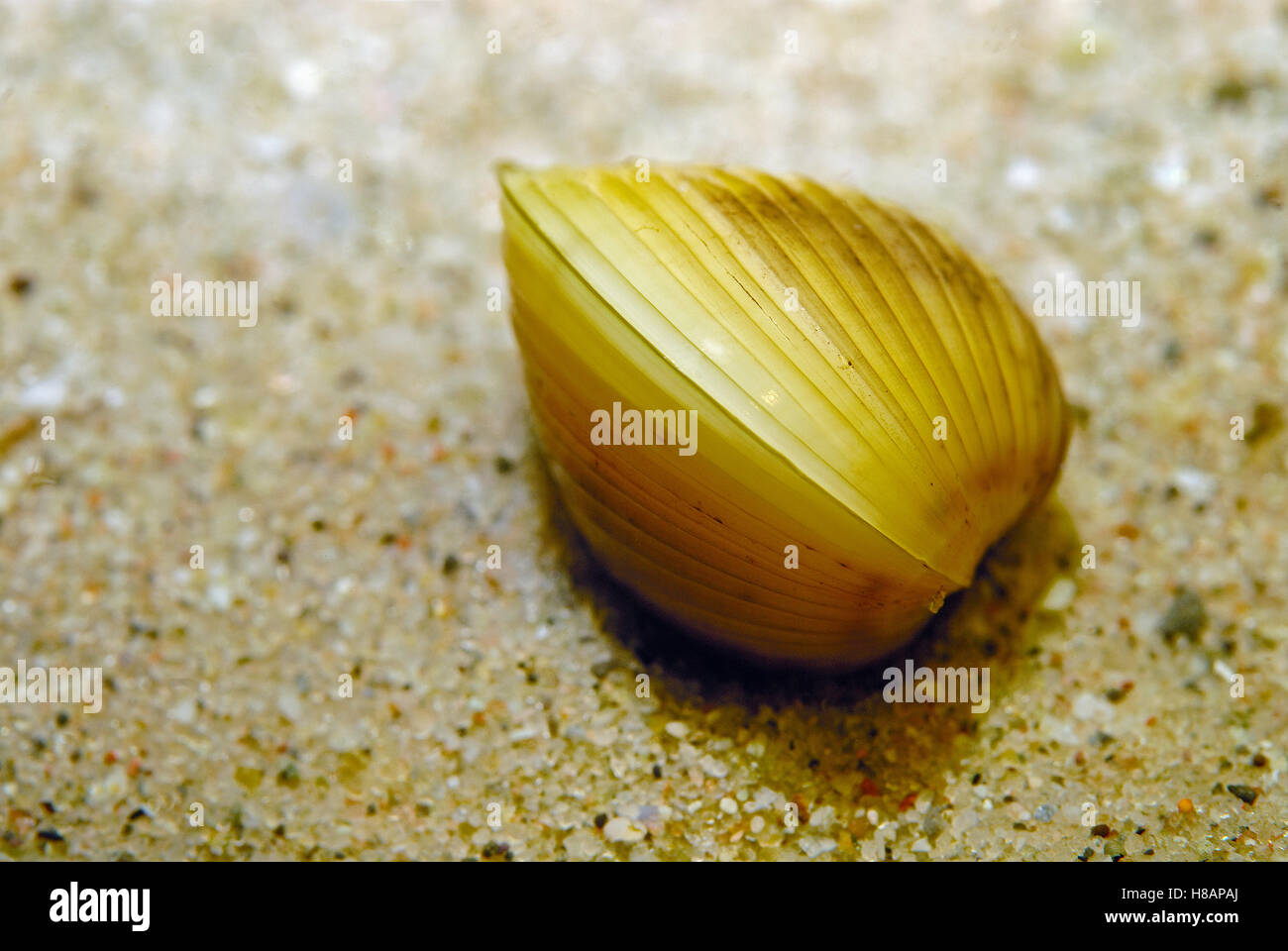 Clam (Pisidium sp) on sandy bottom, Vinkeveen, Netherlands Stock Photo ...