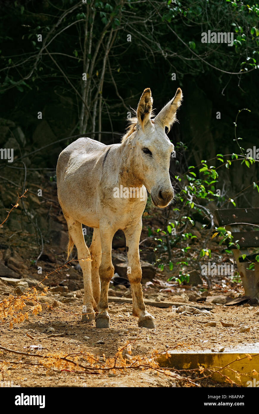 Donkey (Equus asinus) at the Donkey Sanctuary, Bonaire, Netherlands ...