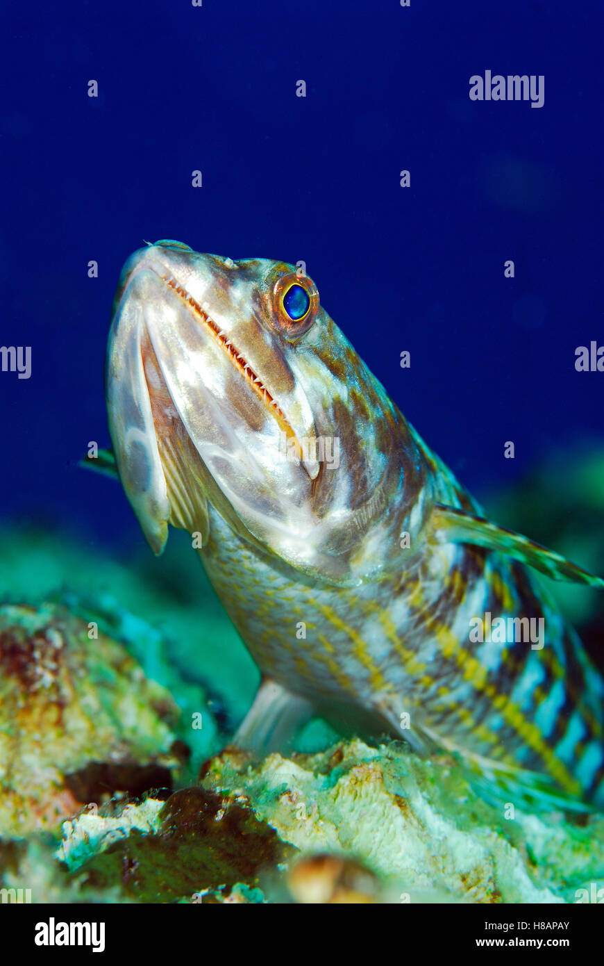 Sand Diver (Synodus intermedius), Bonaire, Netherlands Antilles Stock ...