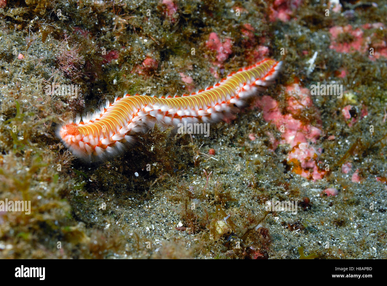 Marine Fireworm (Hermodice carunculata) showing poisonous white ...