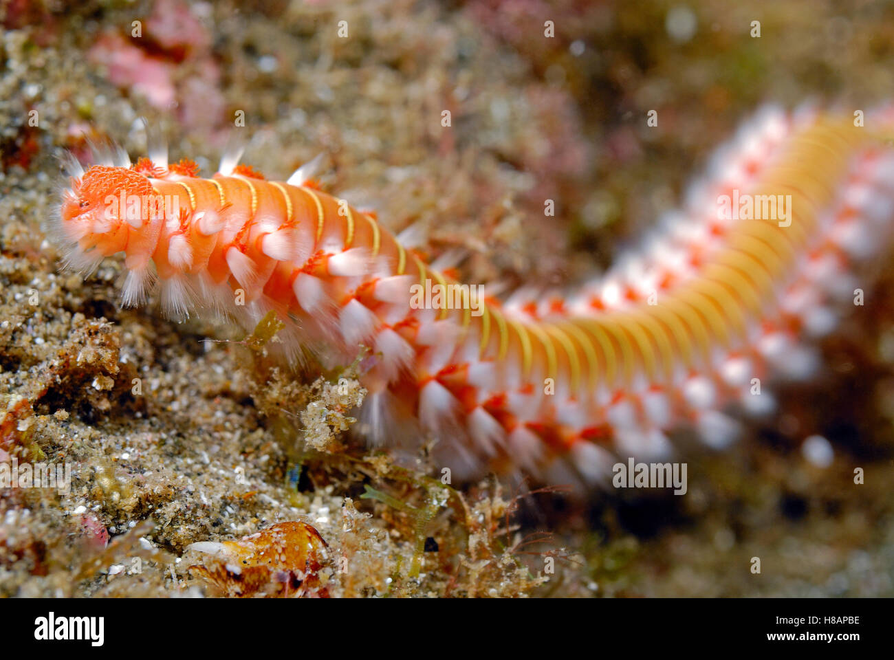 Marine Fireworm (Hermodice carunculata) showing poisonous white ...