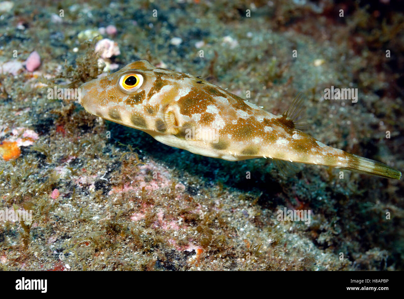 Guinean Puffer (Sphoeroides marmoratus), Azores Islands Stock Photo - Alamy