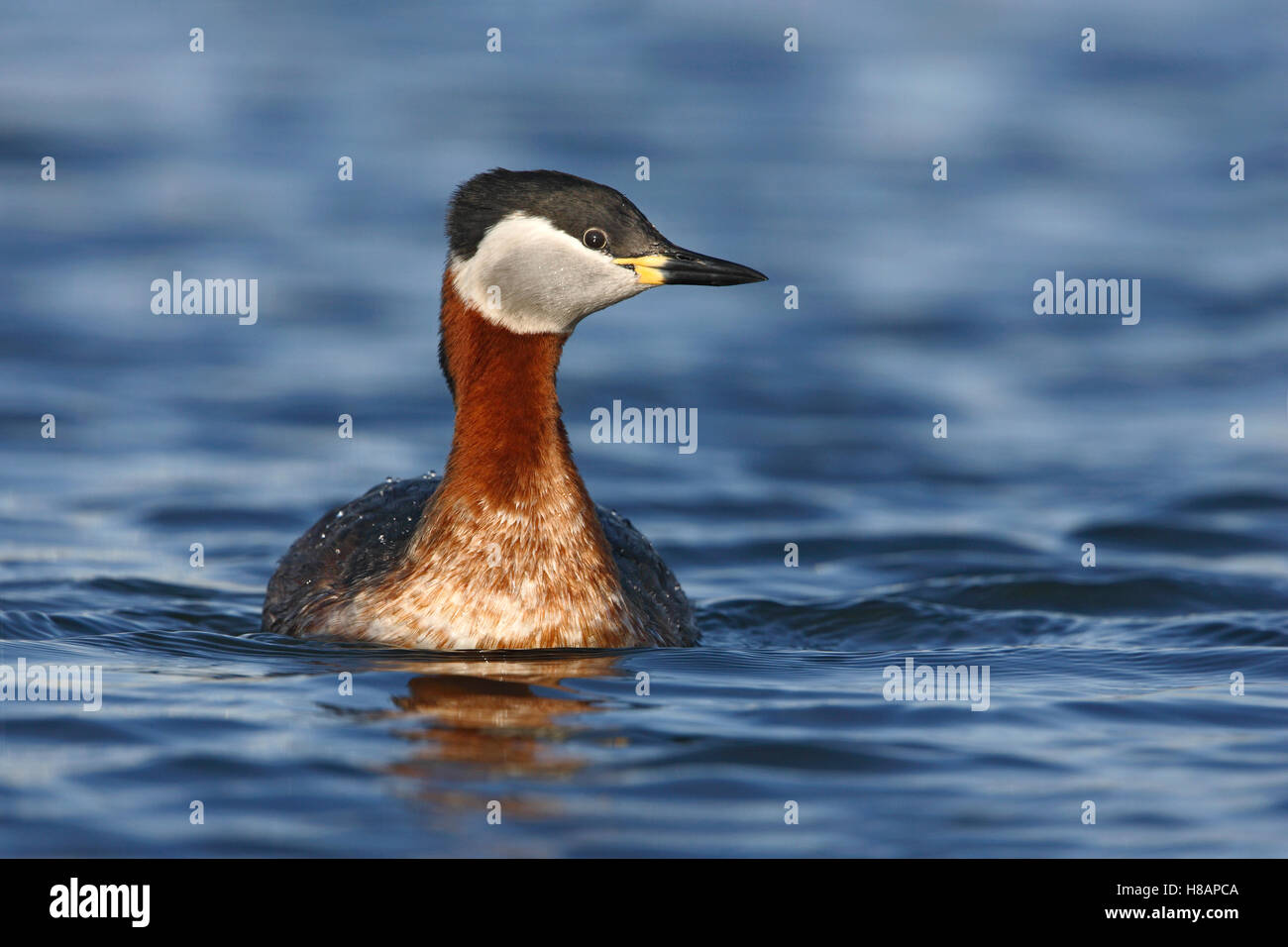 Red-necked Grebe (Podiceps grisegena) in breeding plumage, Noord ...