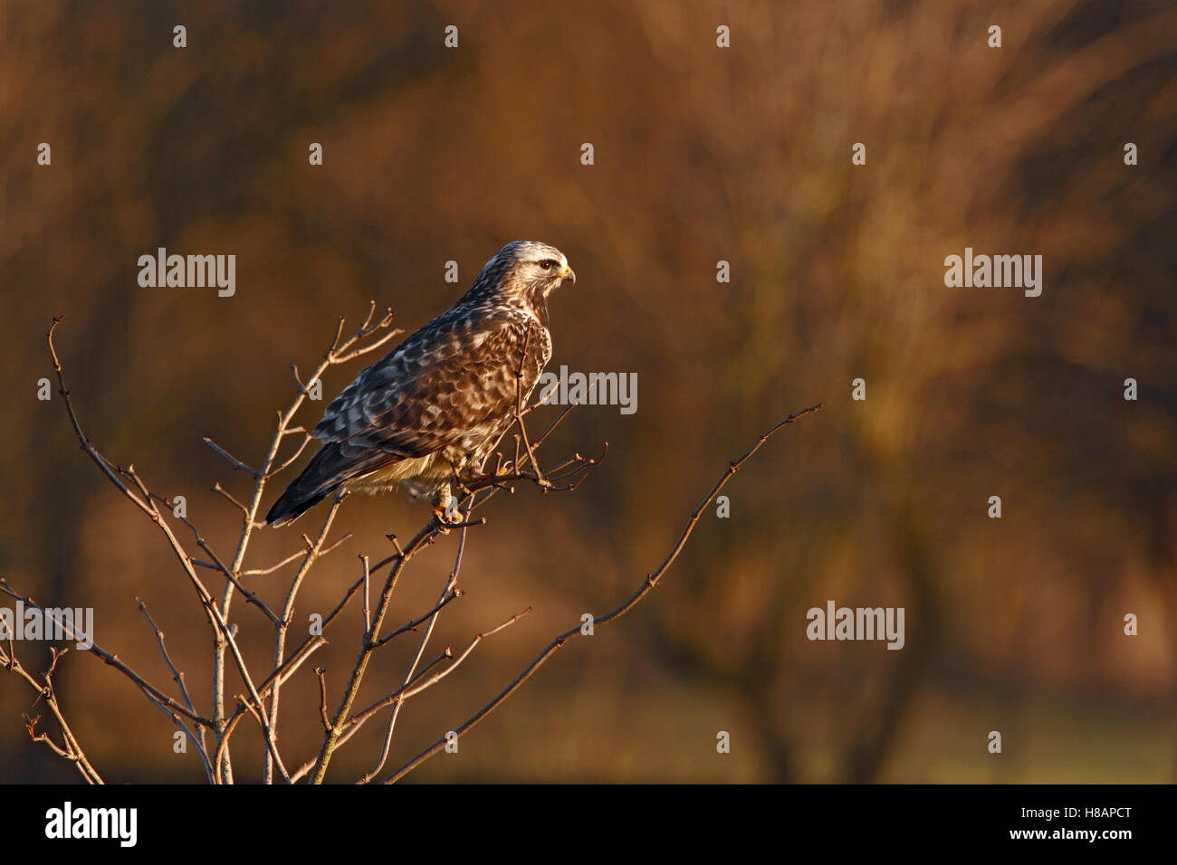 Rough-legged Hawk (Buteo lagopus), Flevoland, Netherlands Stock Photo ...