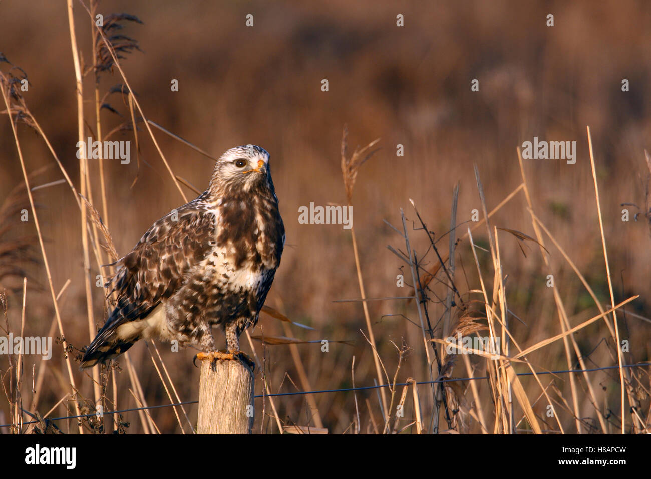 Rough-legged Hawk (Buteo lagopus) perched on a pole, Flevoland ...