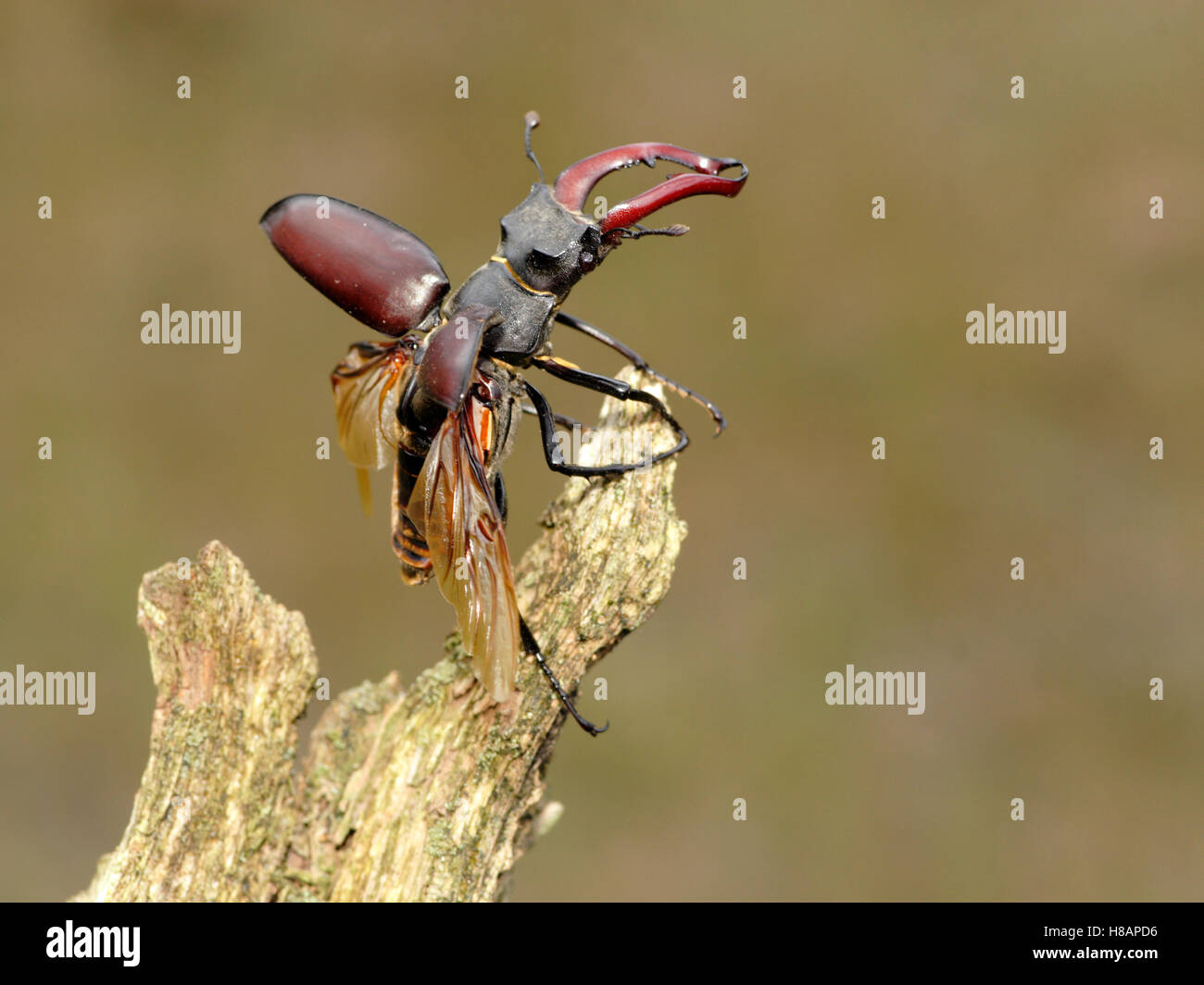 Stag Beetle (Lucanus cervus) spreading its wings, Gelderland ...